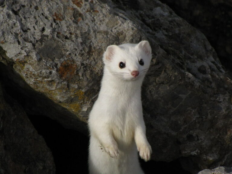7 Animals That Turns White In Winter - Ethawi.com