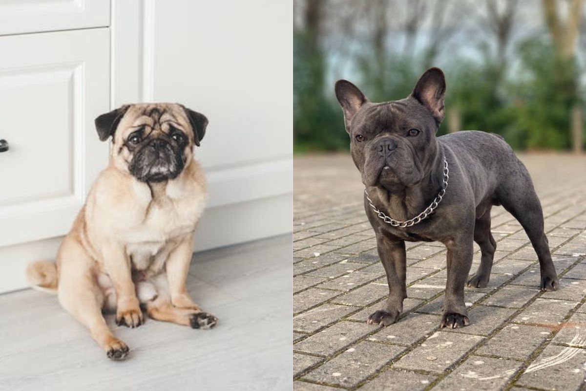 Pug Vs French Bulldog - What's The Difference?