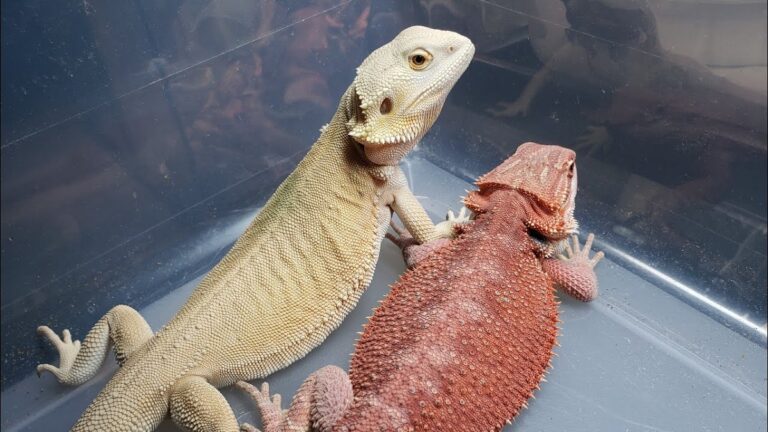11 Types Of Bearded Dragon Morphs