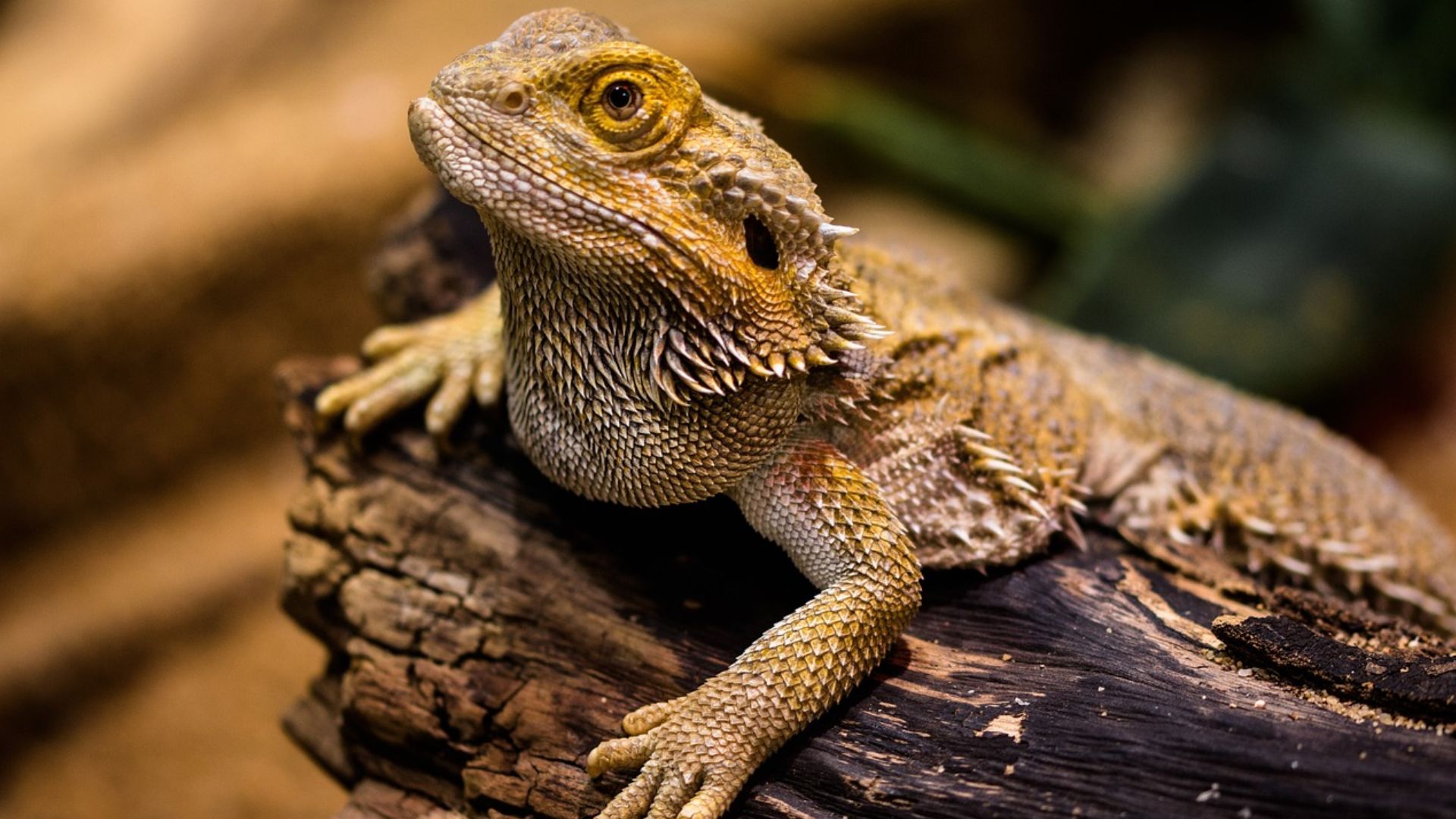 Yellow Leatherback Bearded Dragon