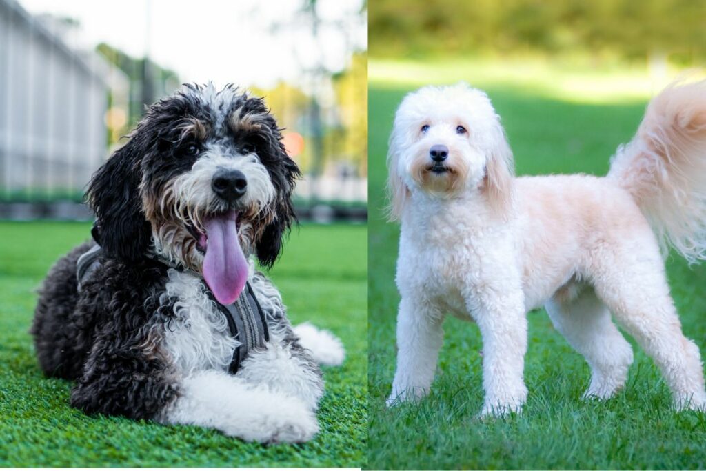 Which Doodle Rules Your Heart? - Avesei.com