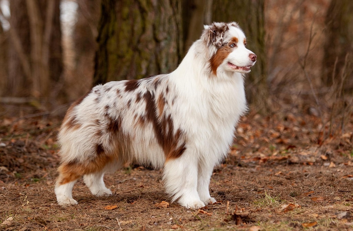 5 Best Guard Dogs For First-Time Owners - Tededer.com