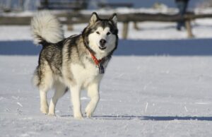 9 Best Types Of Alaskan Dog Breeds