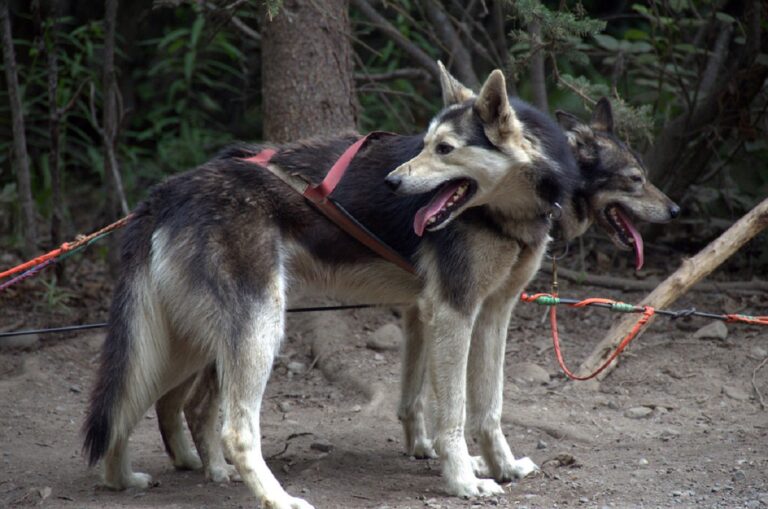 9 Best Types Of Alaskan Dog Breeds