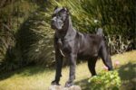 16 Most Muscular Dog Breeds With Power & Majesty
