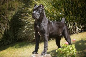 16 Most Muscular Dog Breeds With Power & Majesty