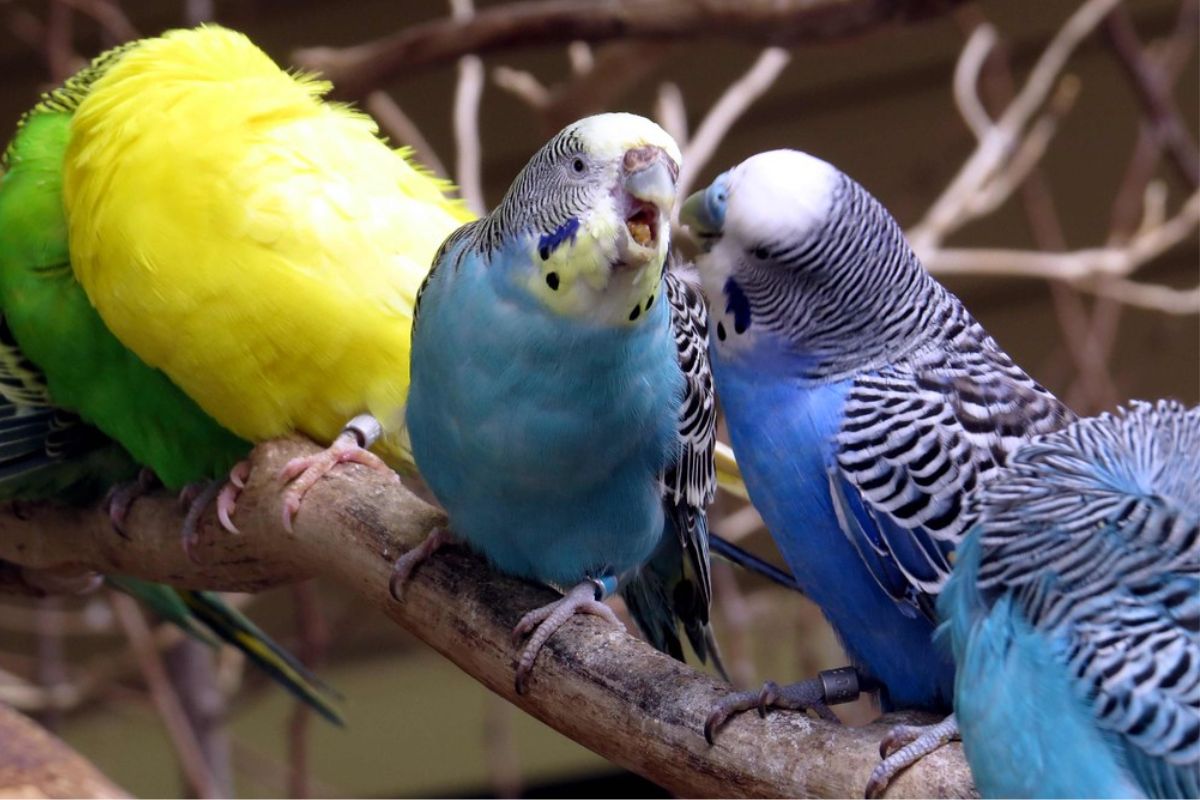 13 Different Types Of Talking Birds - Tededer.com