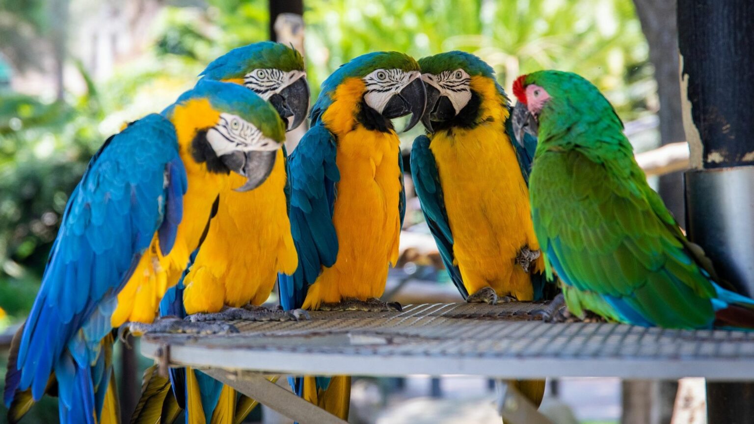13 Different Types Of Talking Birds
