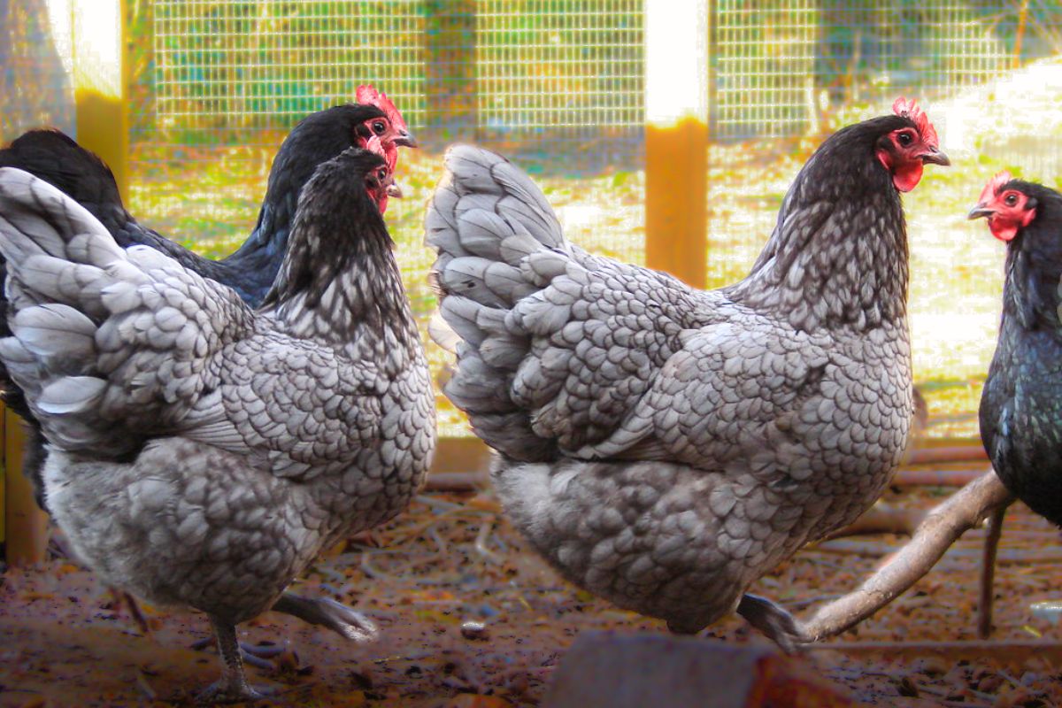 Top 11 Stunning Blue Chicken Breeds - Ethawi.com