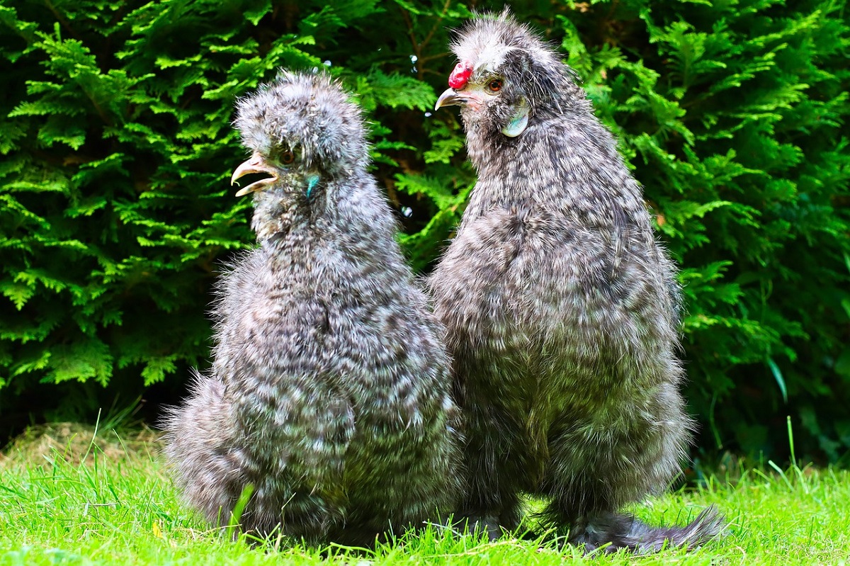 Top 11 Stunning Blue Chicken Breeds - Tededer.com