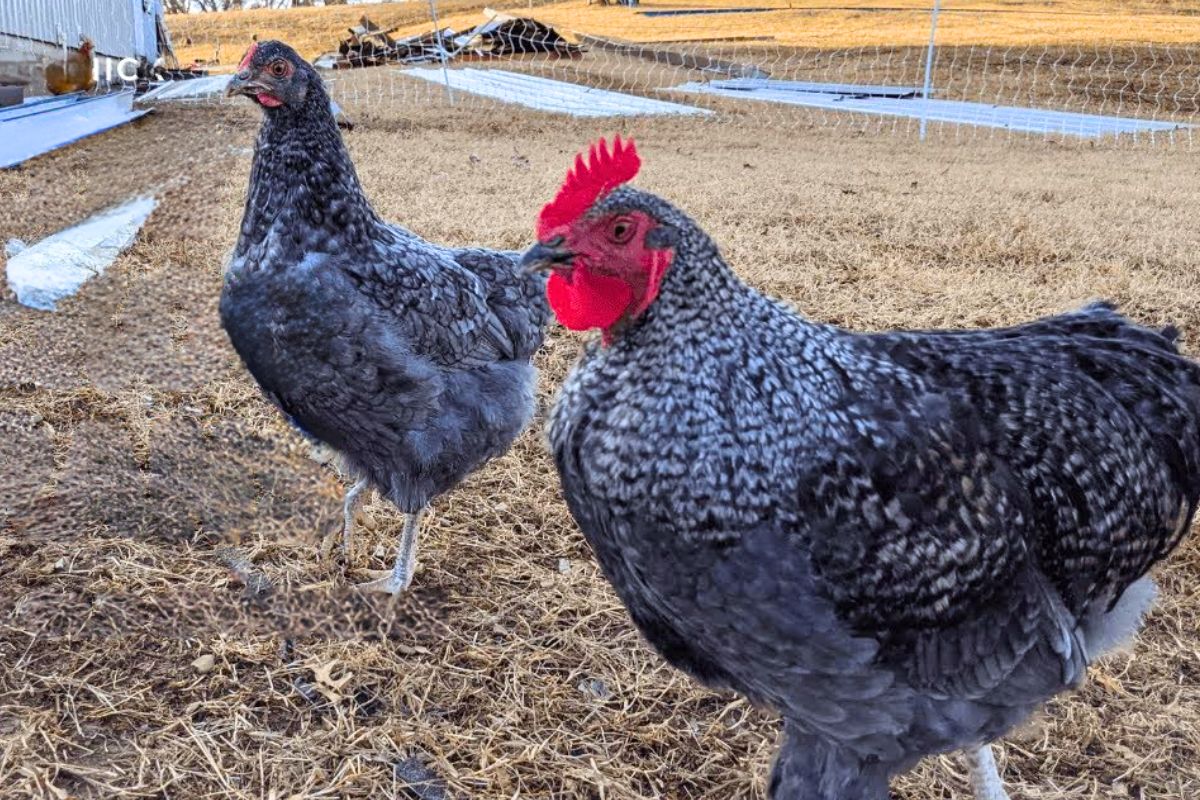 Top 11 Stunning Blue Chicken Breeds - Inhenocha.com