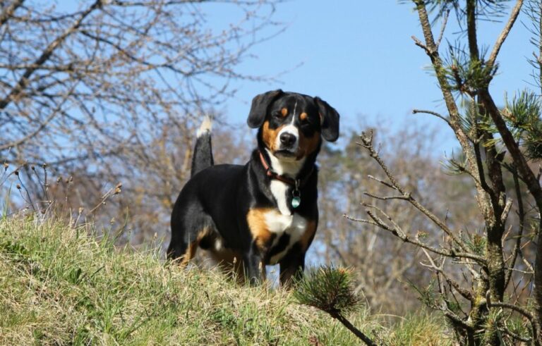 15 Tricolor Dog Breeds (With Photos!)