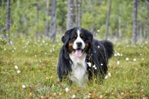 15 Tricolor Dog Breeds (With Photos!)