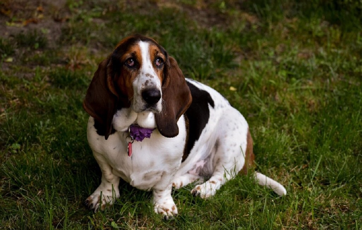 15 Tricolor Dog Breeds (With Photos!)