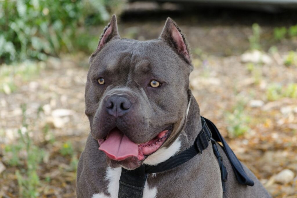 Will XL Bully Be Banned In UK? Compliance Guide For 2024 - Inhenocha.com