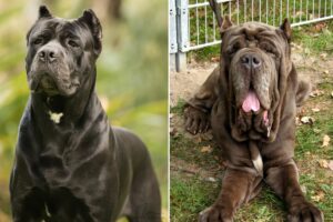 Cane Corso Vs Neapolitan Mastiff — Two Misunderstood Breeds