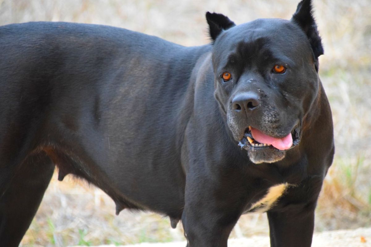 Cane Corso Bite Force: Measuring Up To Lion's Roar