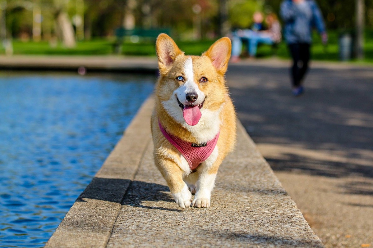 Top 9 Cheapest Dog Breeds