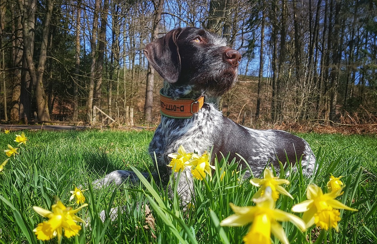 Top 9 Cheapest Dog Breeds