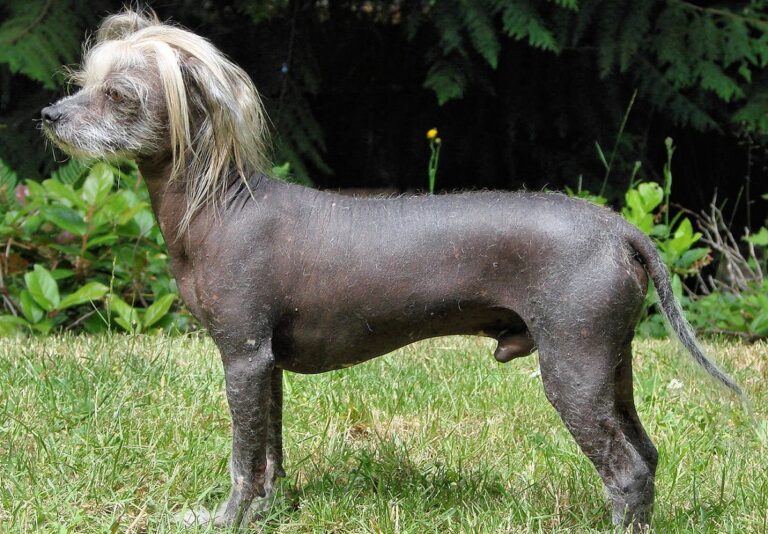 Top 9 Cheapest Dog Breeds
