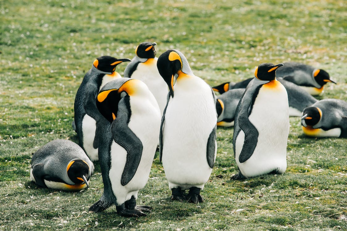 Top 10 Cutest Animals In The World - Tededer.com