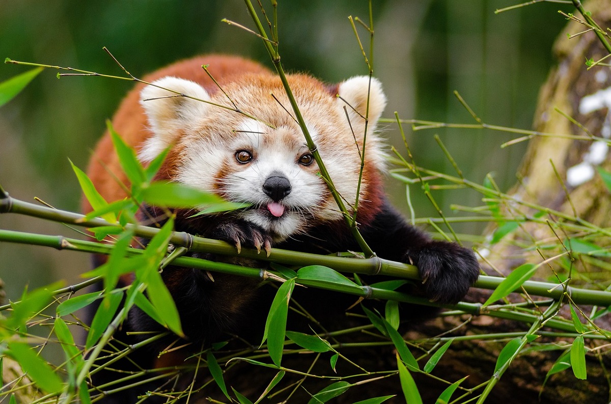 Top 10 Cutest Animals In The World - Tededer.com