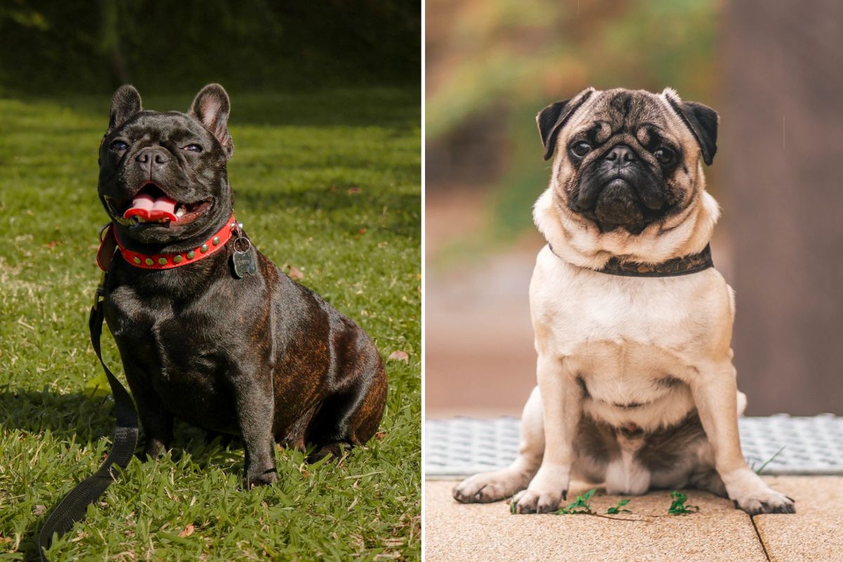 Pug Vs French Bulldog - What's The Difference?