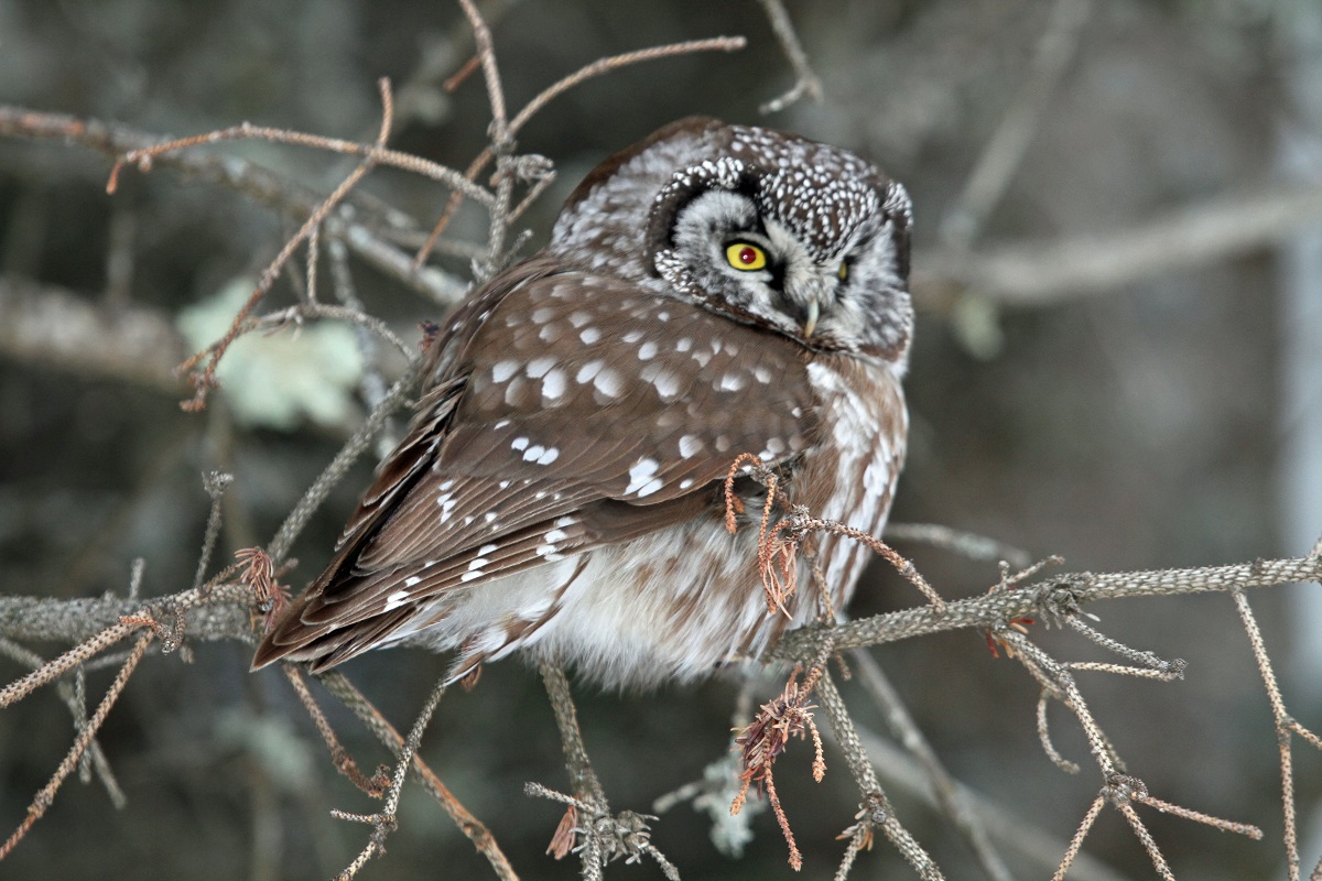 12 Different Types Of Owls Found Across The United States - Inhenocha.com