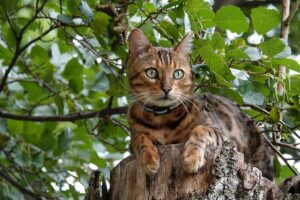 5 Types Of Tabby Cat Colors & Patterns