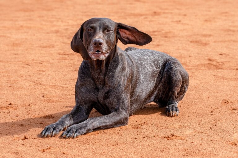 12 Types Of Pointer Dog Breeds