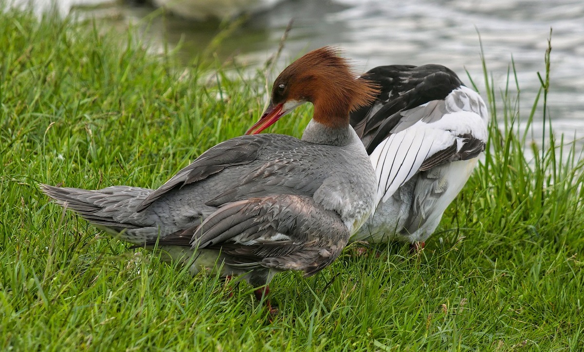 13 Types Of Ducks - Beginner's Guide To Duck Identification - Ethawi.com