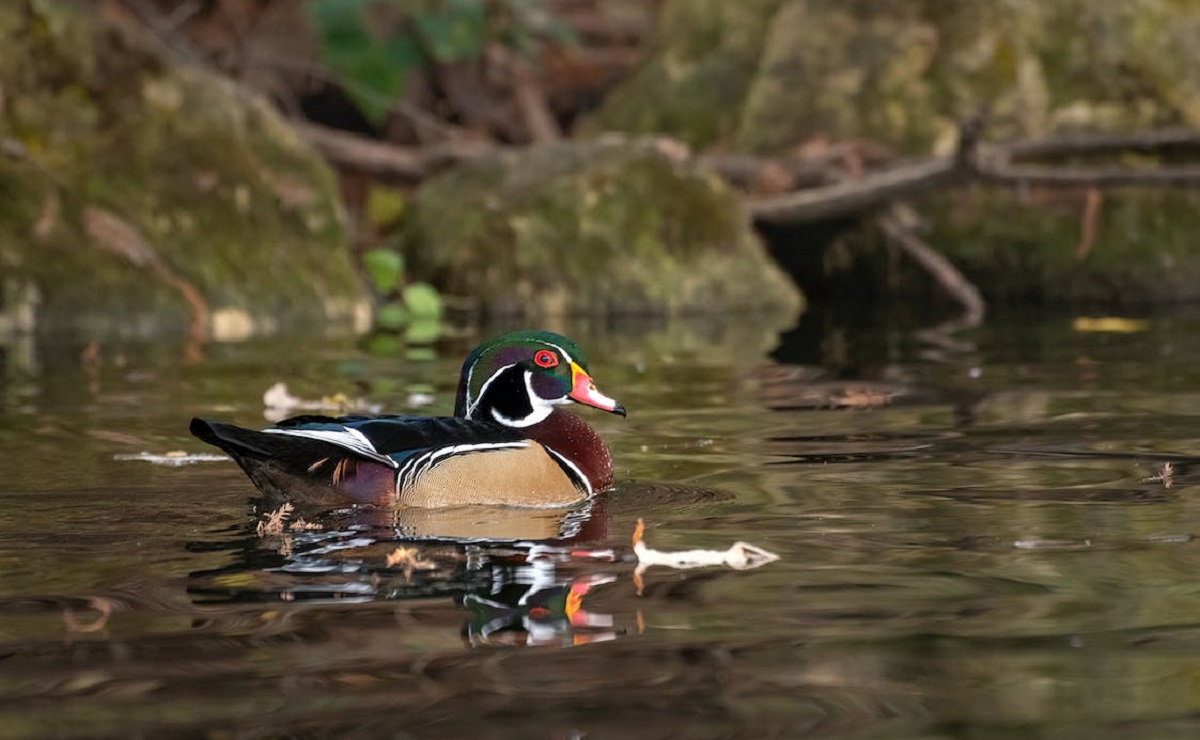 13 Types Of Ducks - Beginner's Guide To Duck Identification - Avesei.com