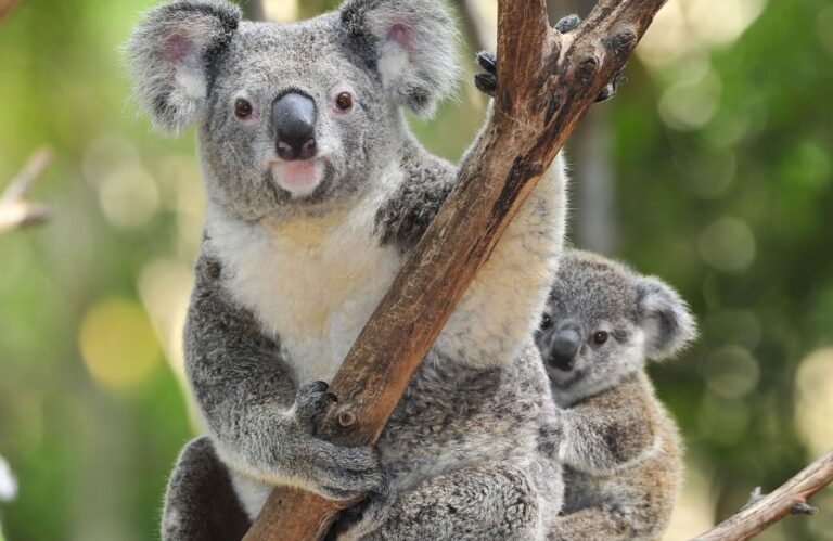 Dumbest Animals In The World: Humans Are Animals, Too!