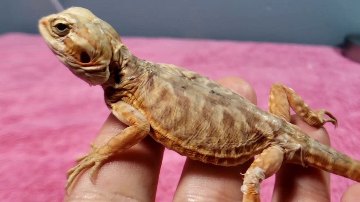 11 Types Of Bearded Dragon Morphs