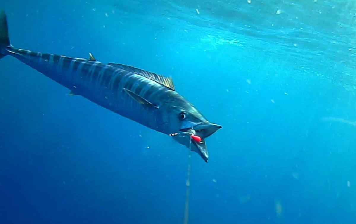 Fastest Animals In The World With Blazing Speeds - Tededer.com
