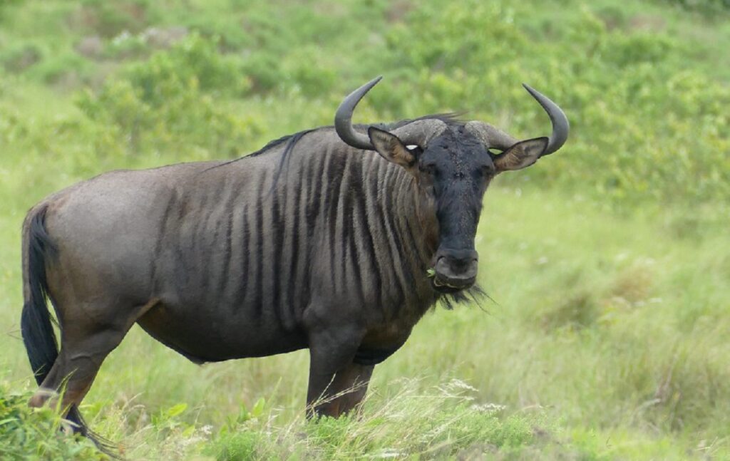 Top 10 Fastest Animals In The World - Tededer.com