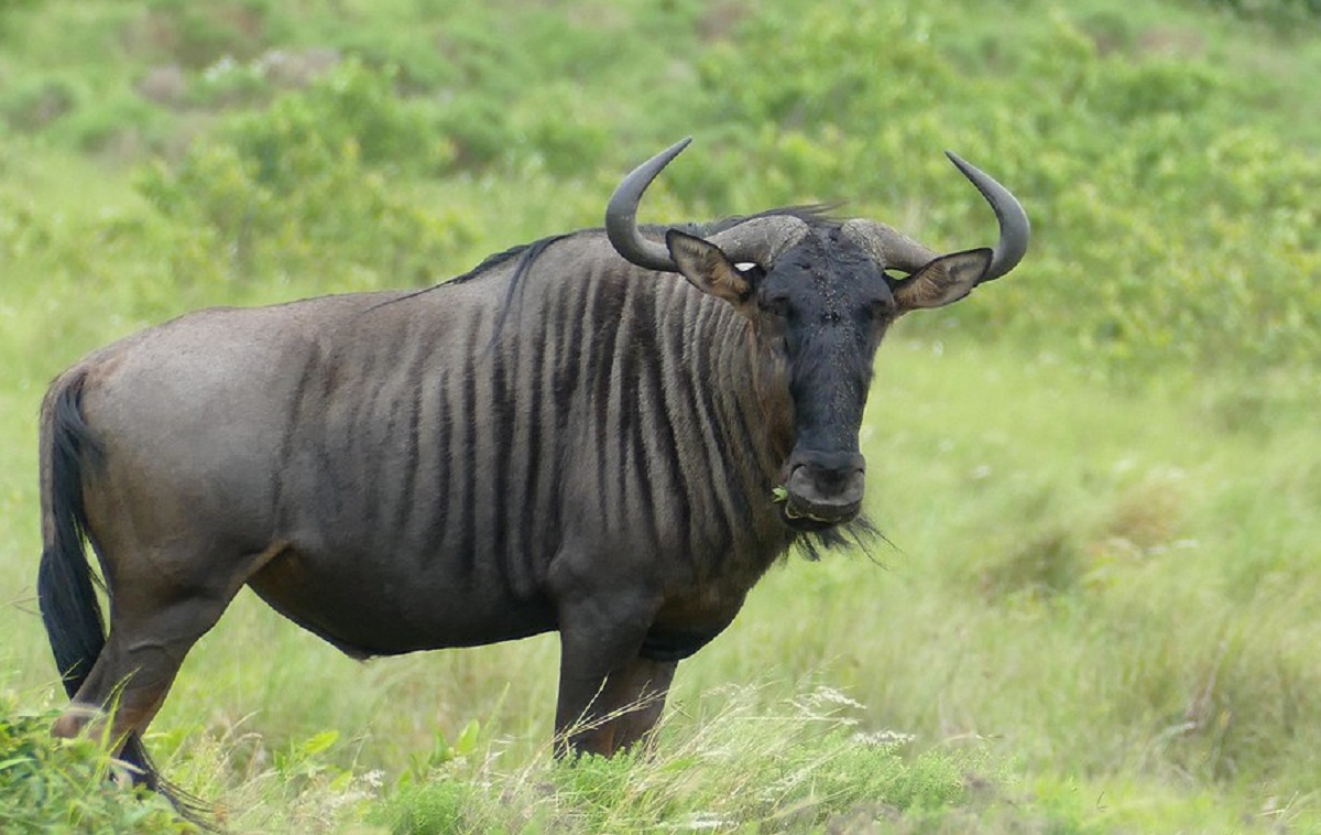 Top 10 Fastest Animals In The World - Tededer.com