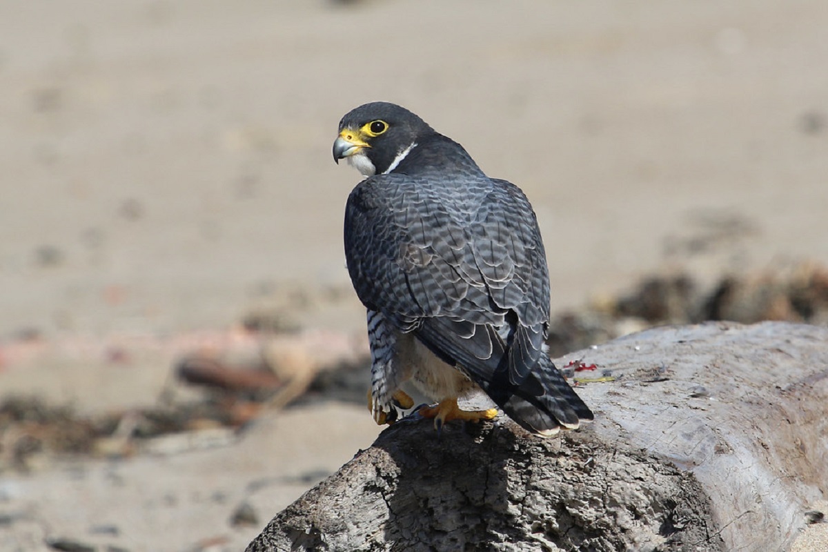 Fastest Animals In The World With Blazing Speeds - Tededer.com