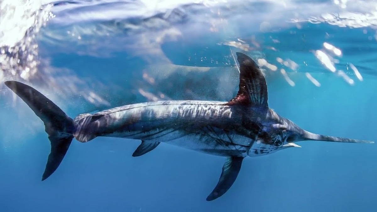 Fastest Animals In The World With Blazing Speeds - Tededer.com