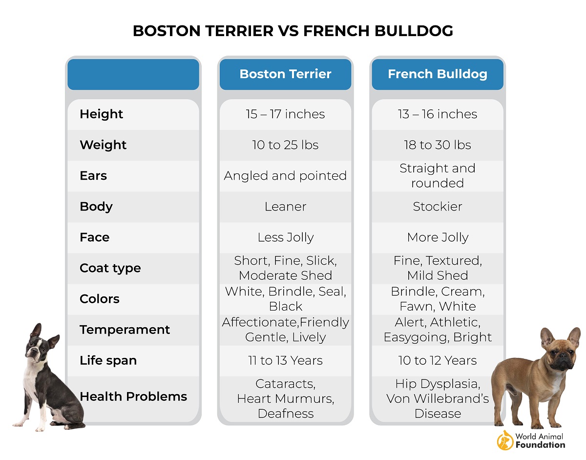 Boston Terrier Vs French Bulldog: Are There Differences? - Avesei.com