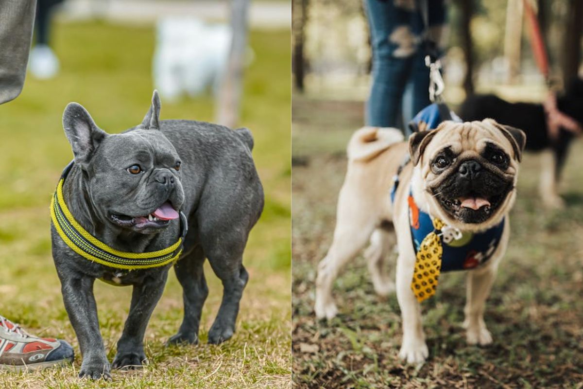 Pug Vs French Bulldog - What's The Difference?