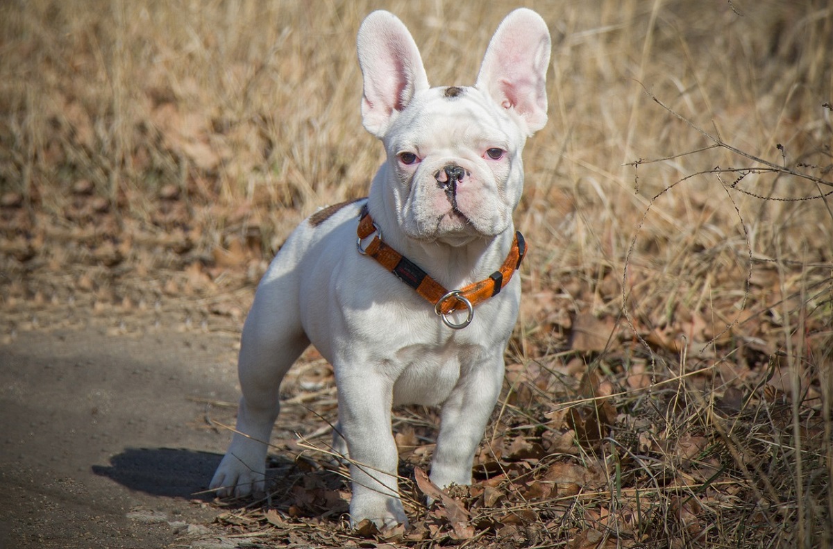 15 Different Types Of French Bulldogs: A Colorful Guide