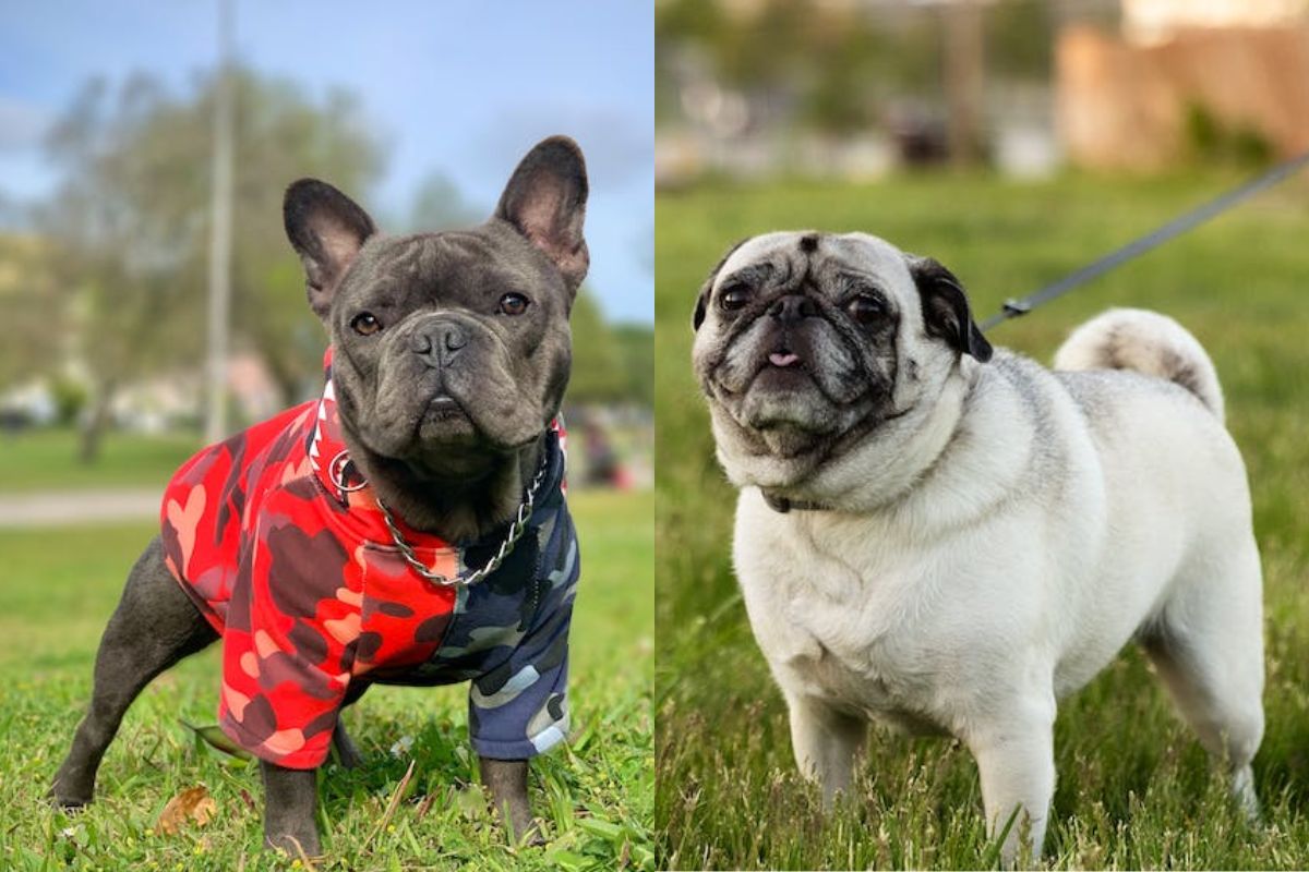 Pug Vs French Bulldog - What's The Difference? - TOP DOG SITE