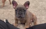 15 Different Types Of French Bulldogs: A Colorful Guide