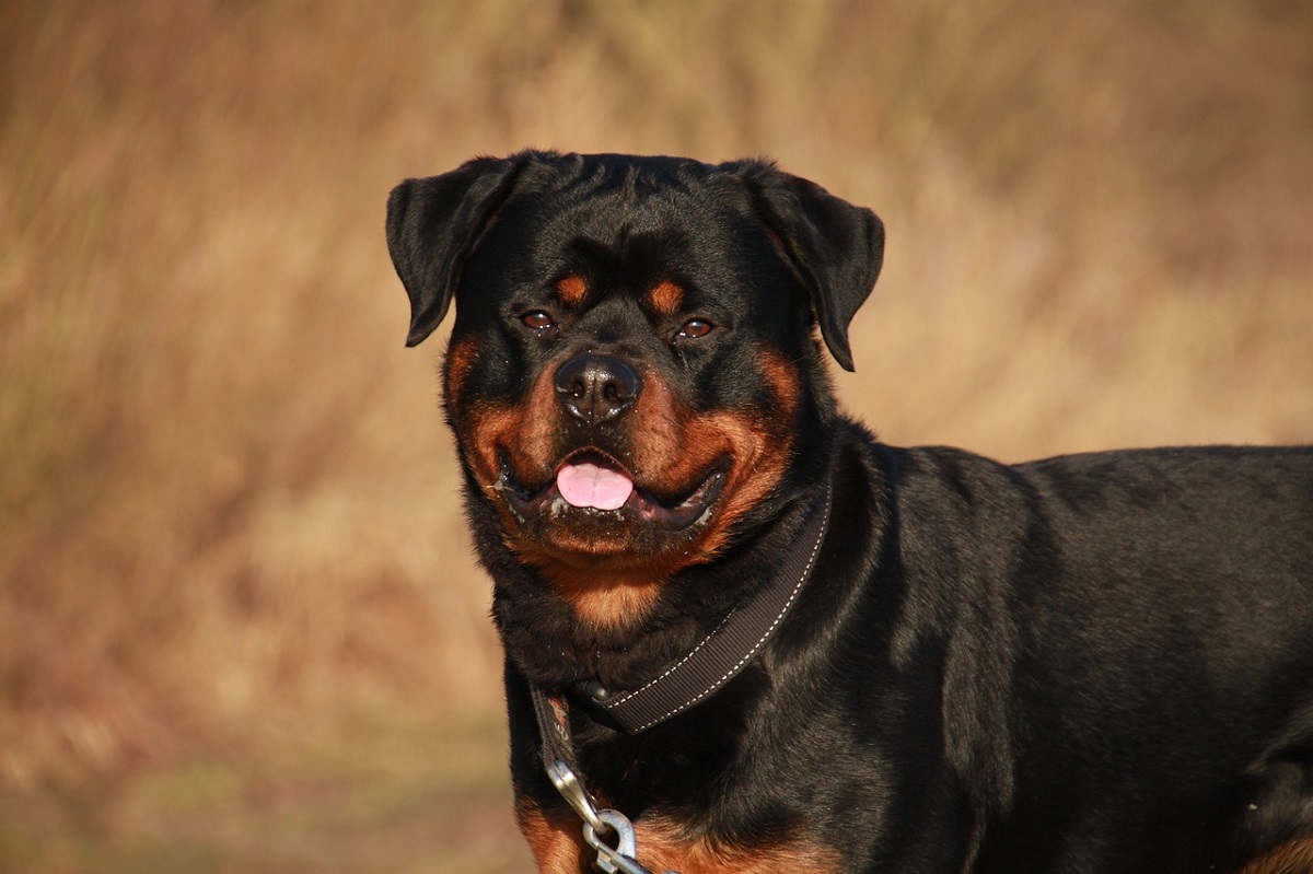 German Rottweiler Vs American Rottweiler