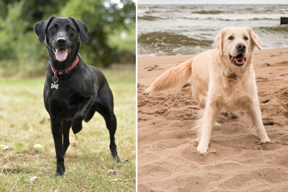 Golden Retriever Vs. Labrador Retriever