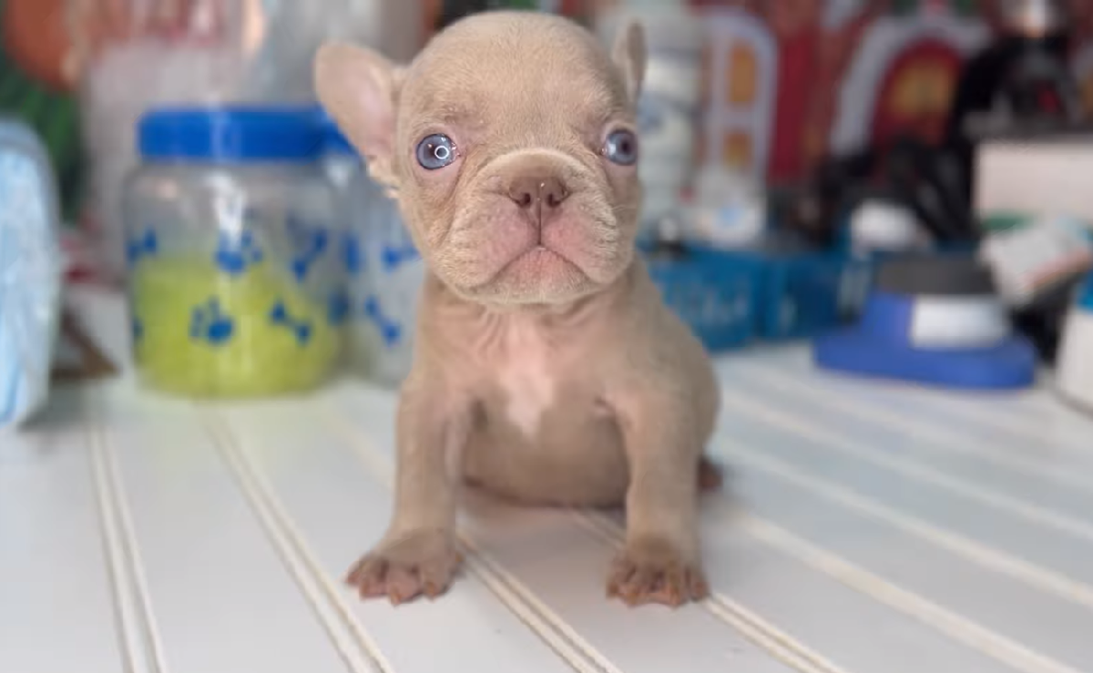 15 Different Types Of French Bulldogs: A Colorful Guide