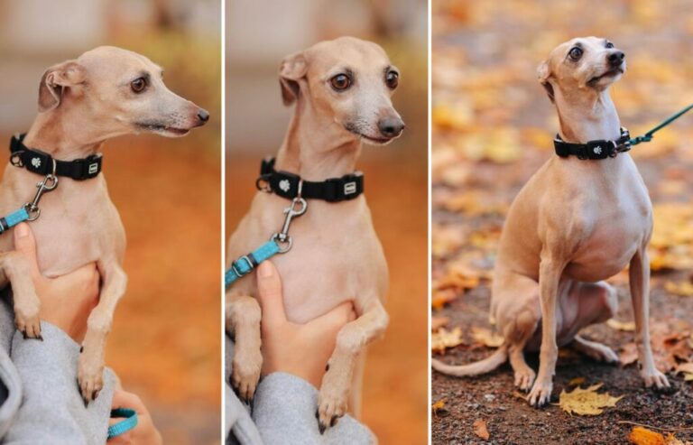 Italian Greyhound Vs. Whippet - What’s The Difference?