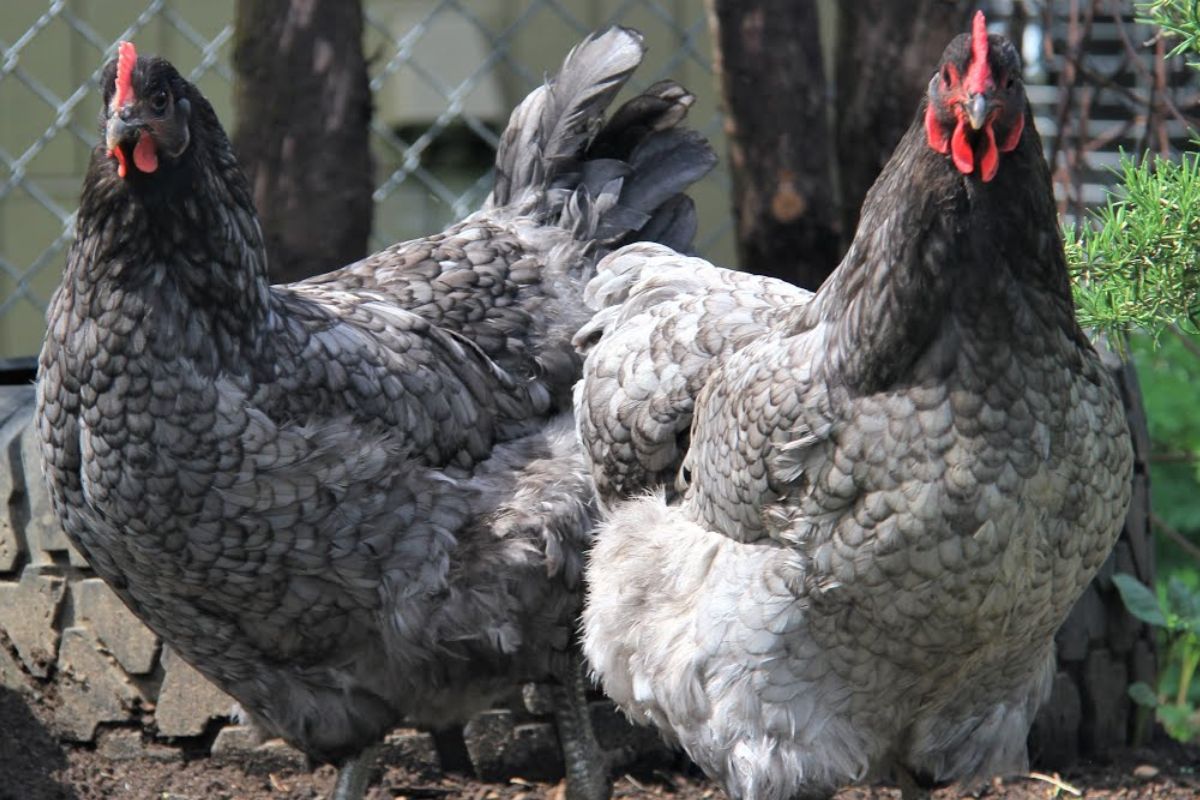 Top 11 Stunning Blue Chicken Breeds - Avesei.com
