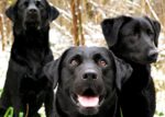 2 Different Types Of Labrador - Which Is Right For You?